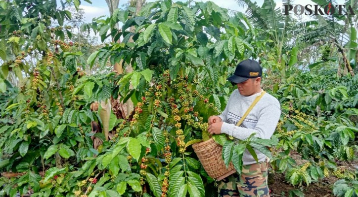 Dedi Suparman Soroti Rendahnya Harga Kopi di Lampung - MEDIA RAKATA