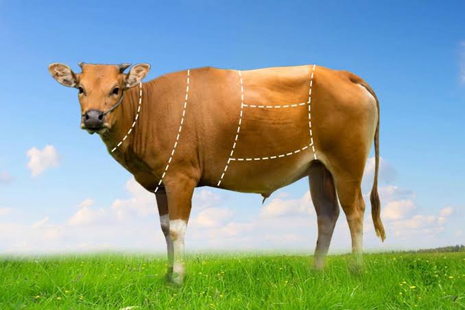 LSD Merebak, Harga Daging Sapi di Mesuji Normal - MEDIA RAKATA